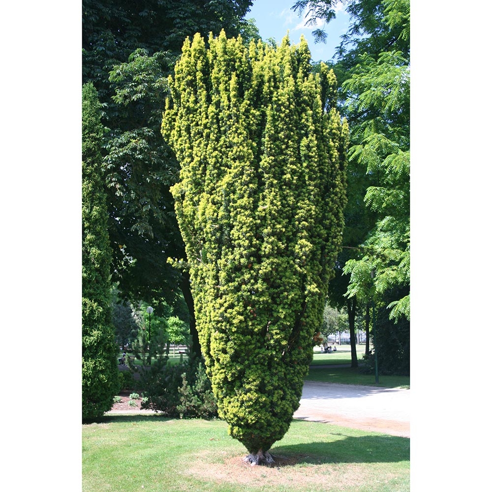 Taxus Fastigiata Aurea