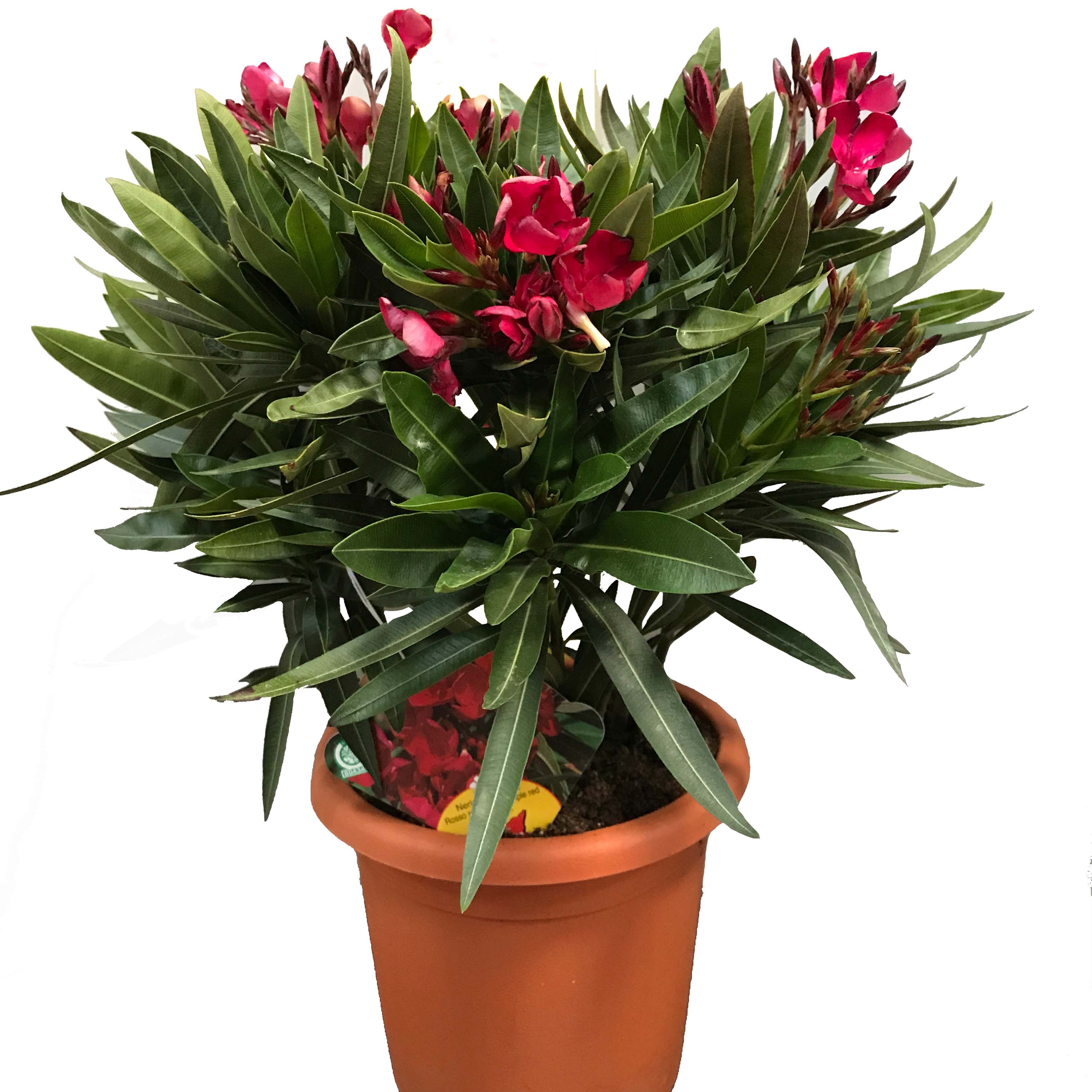 Laurier rose Luteum Plenum - Nerium oleander - Arbuste persistant à ...