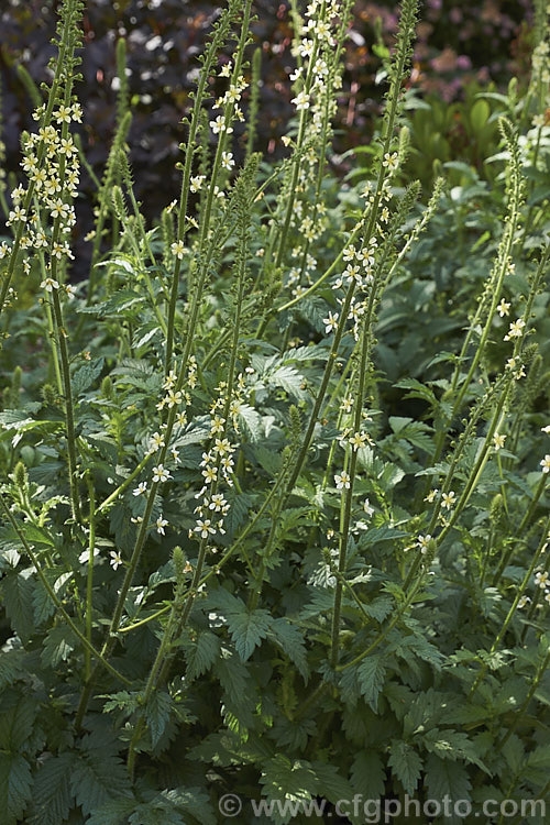 Aigremoine eupatoire Alba – Une variété rare, aux fleurs blanches à ...