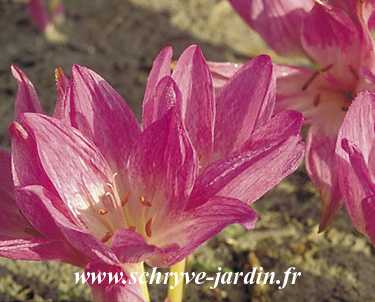 Colchique d'automne Lilac Wonder - Colchicum autumnale à grandes fleurs ...