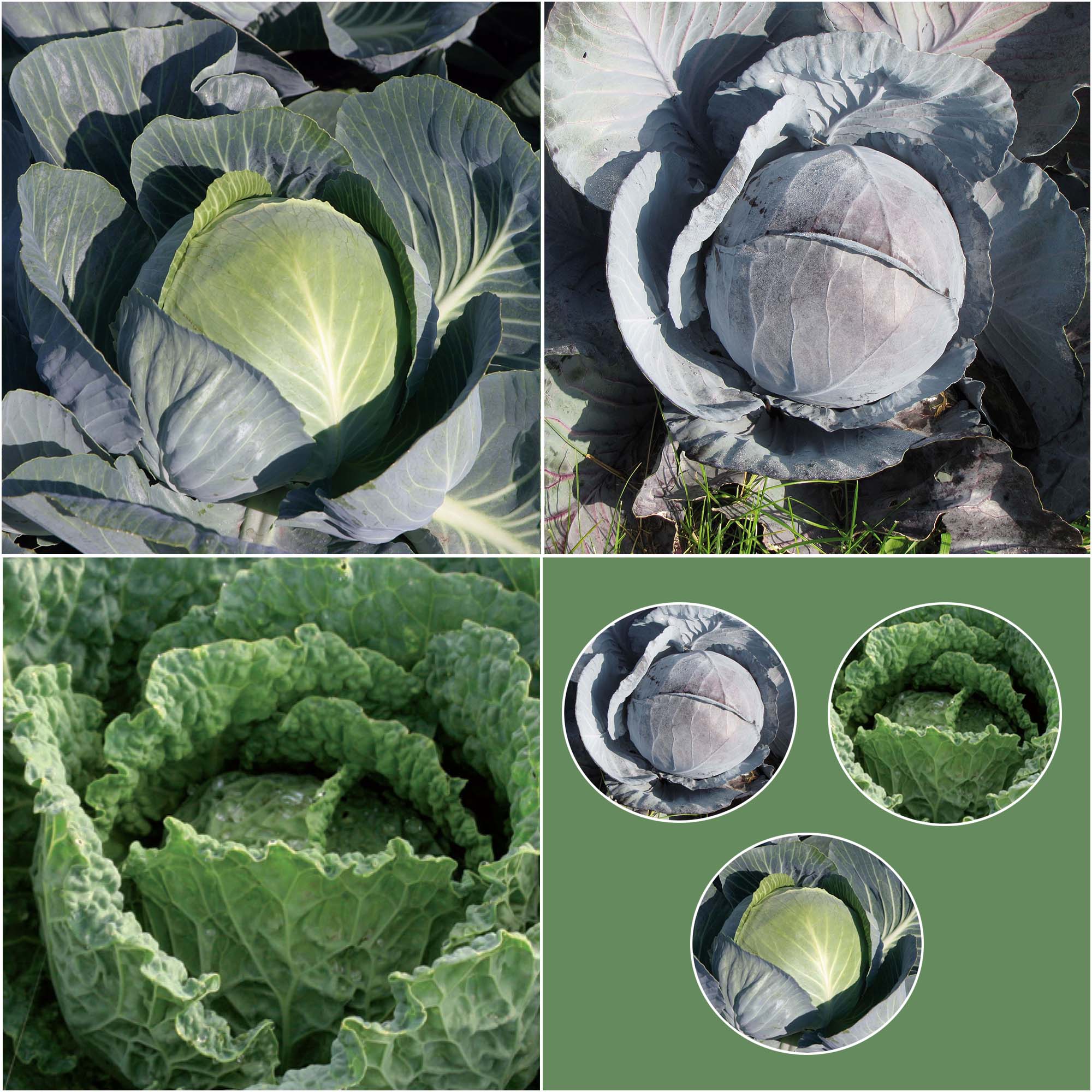 Choux pommés - 9 plants potagers en 3 variétés