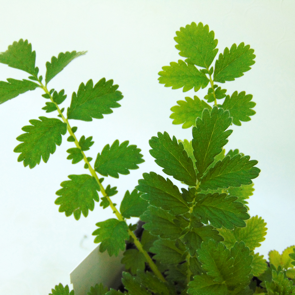 Aigremoine – Agrimonia eupatoria – Une vivace médicinale et ornementale