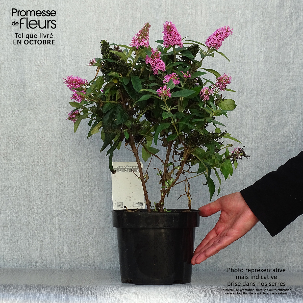 Buddleja davidii Butterfly Candy Little Pink - Arbre aux papillons nain ...