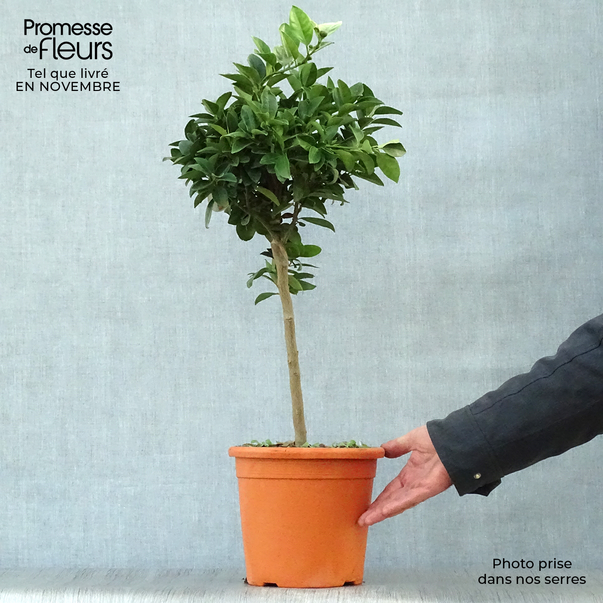 Citronnier doux - Citrus limetta Pursha - Lime douce de Rome non acide