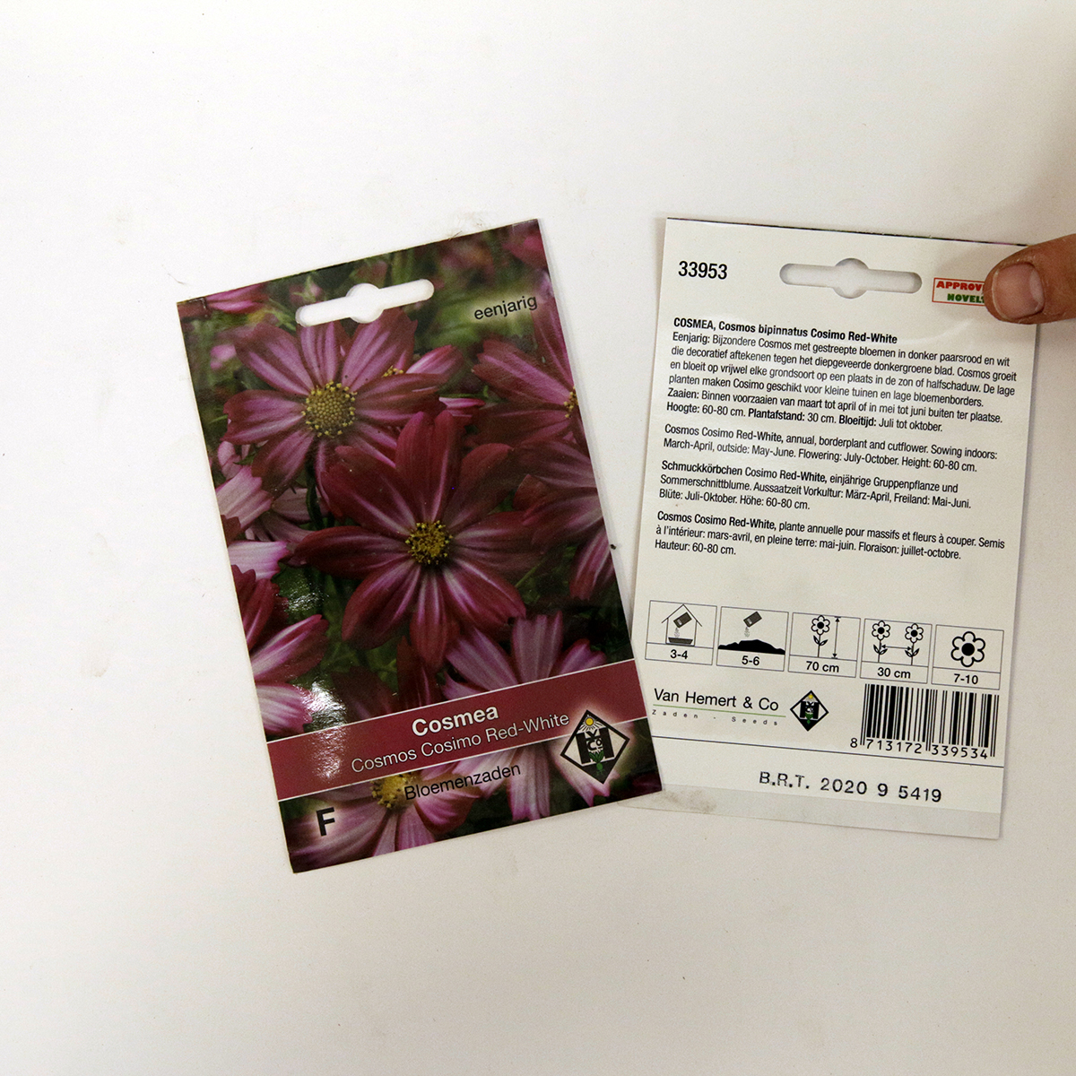 Cosmos Cosimo Red White - Cosmos bipenné - Cosmos bipinnatus - Annuelle ...