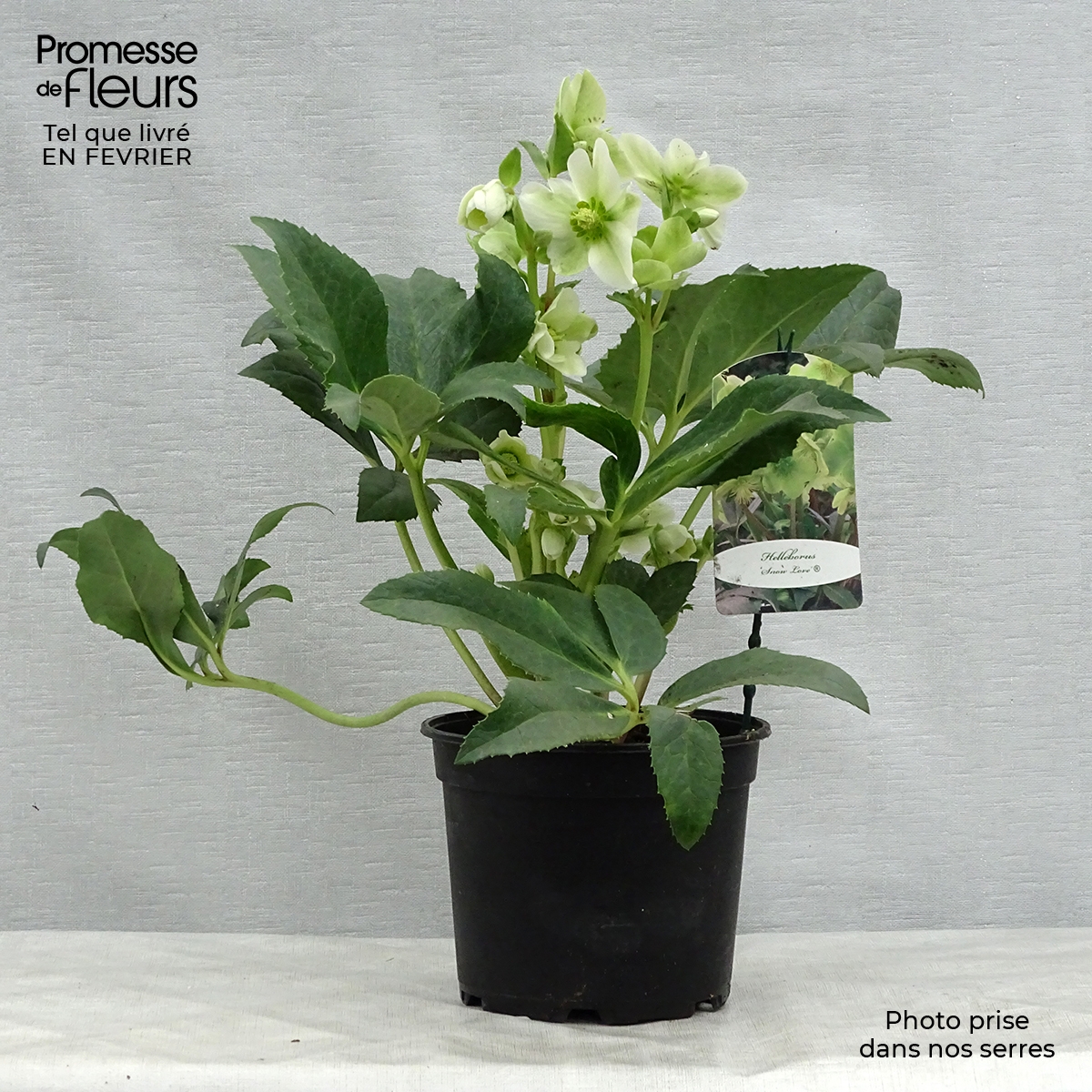 L'Hellebore Nigercors Snow Love, un hybride stérile à grandes fleurs de ...