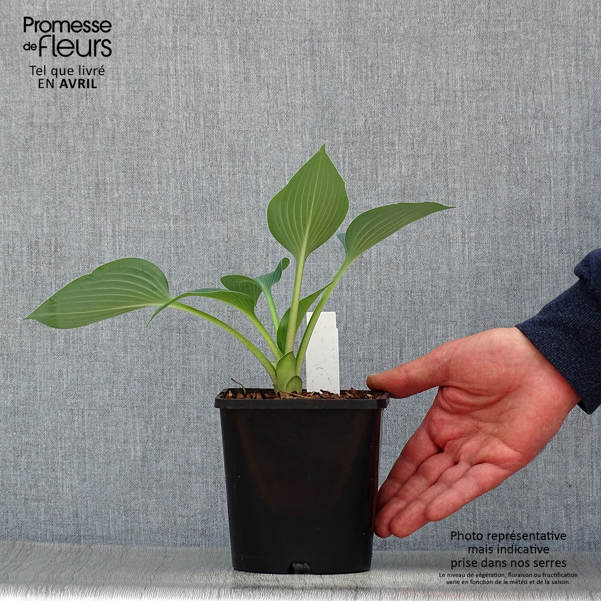 Hosta Sunny Halcyon - Sport d'Halcyon à feuillage estival jaune d'or