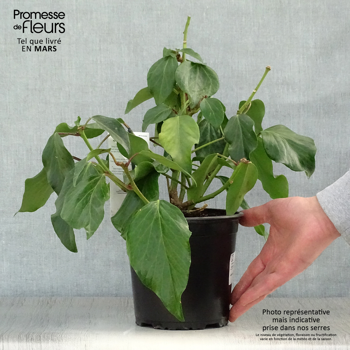 Hedera colchica Arborescens (Fall Favorite) - Lierre de Colchide en arbre
