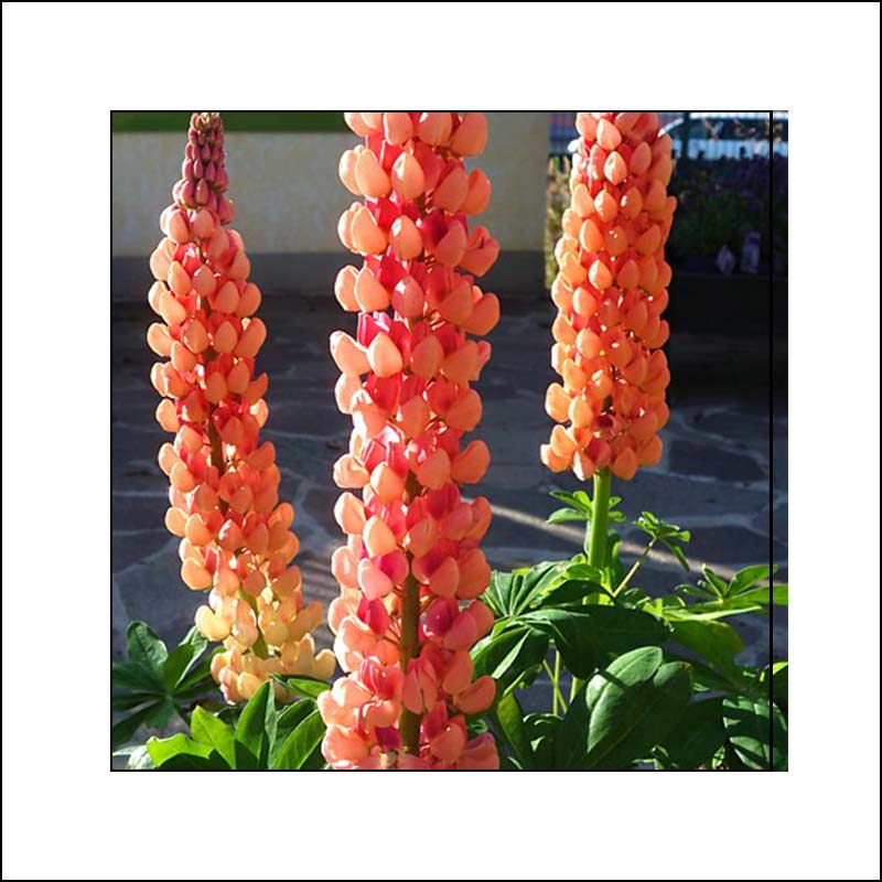 Lupin West Country Terracotta - Lupin hybride à grands épis de fleurs ...