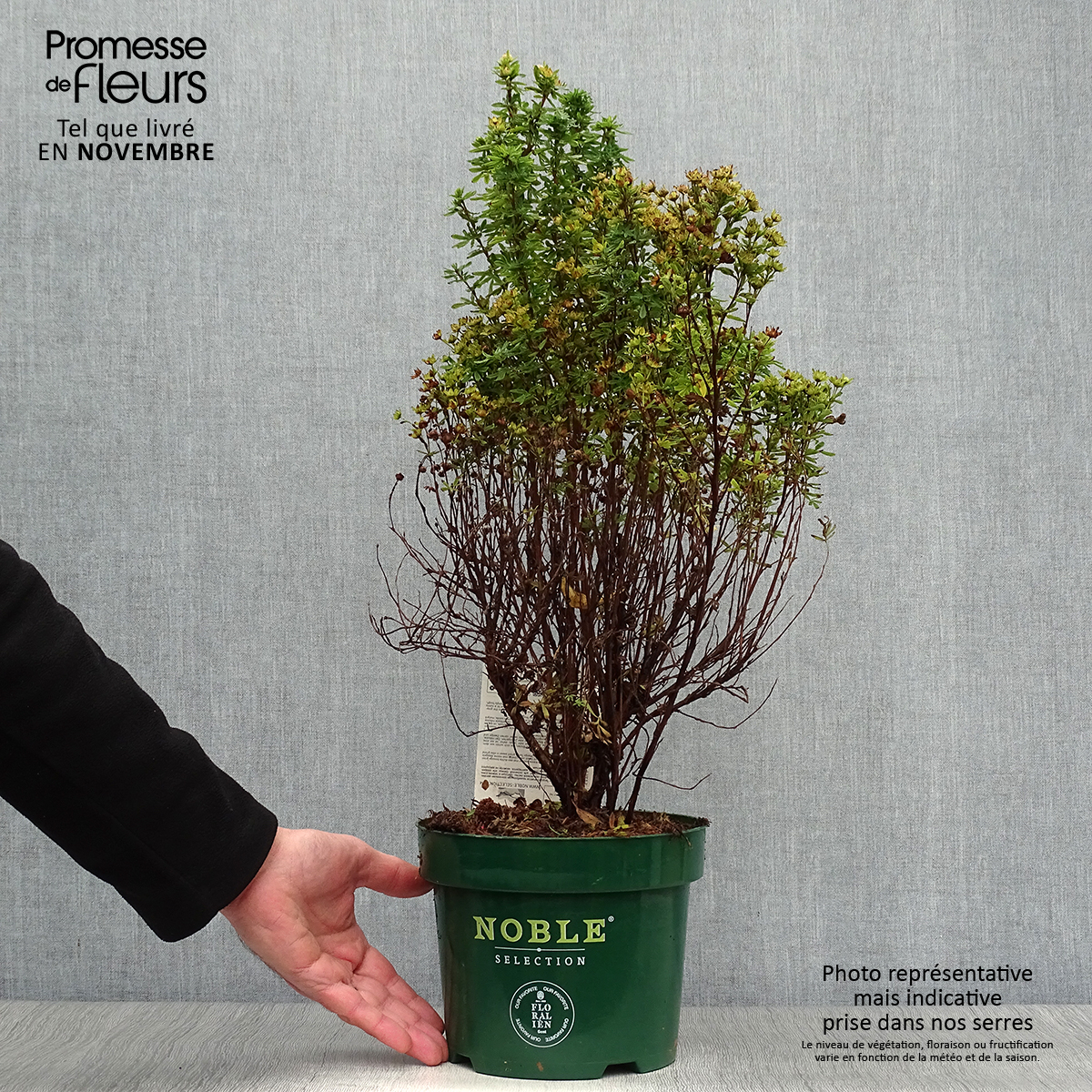 Potentilla fruticosa Mango Tango - Potentille arbustive jaune rouge