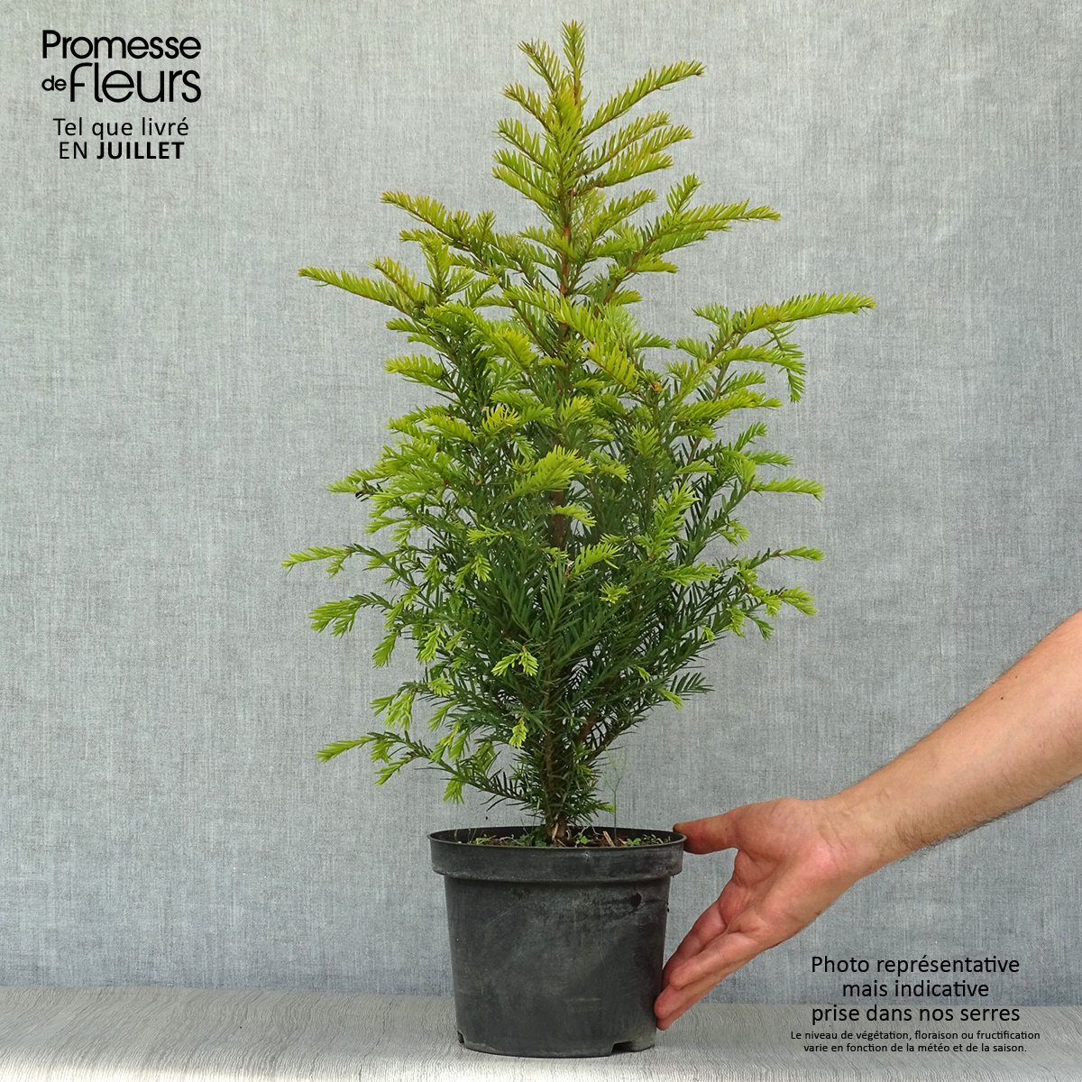 Taxus baccata - If commun - If à baies - Conifère à port dense et touffu