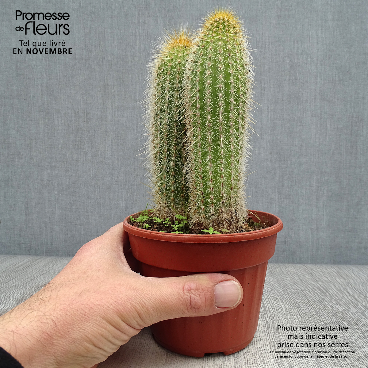 Vatricania guentheri - Cactus cierge