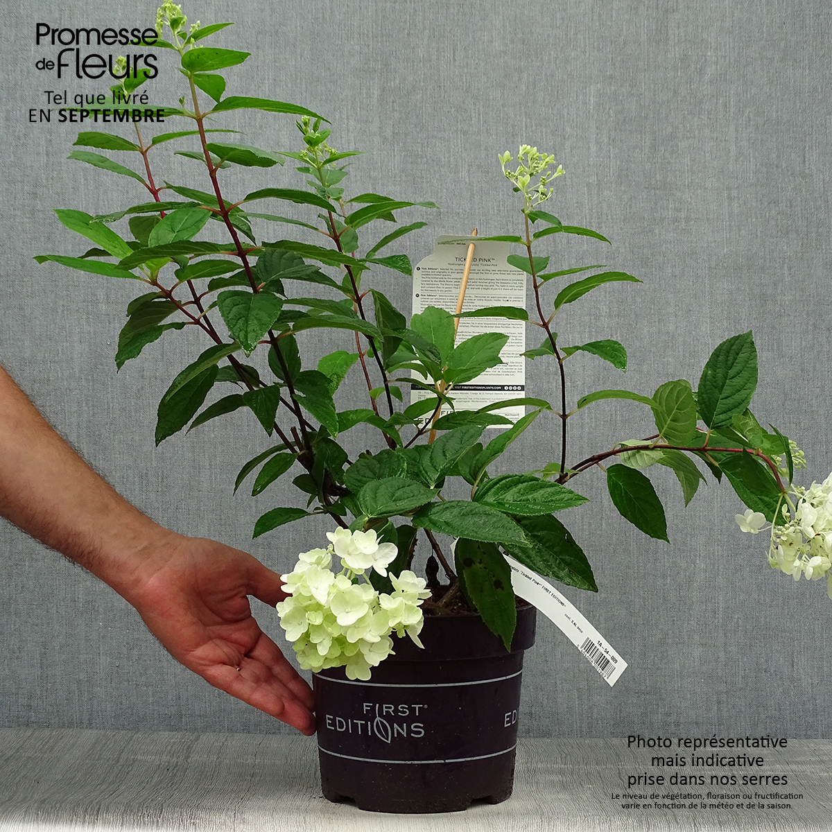 Hydrangea paniculata Tickled Pink - Hortensia paniculé compact à fleurs ...
