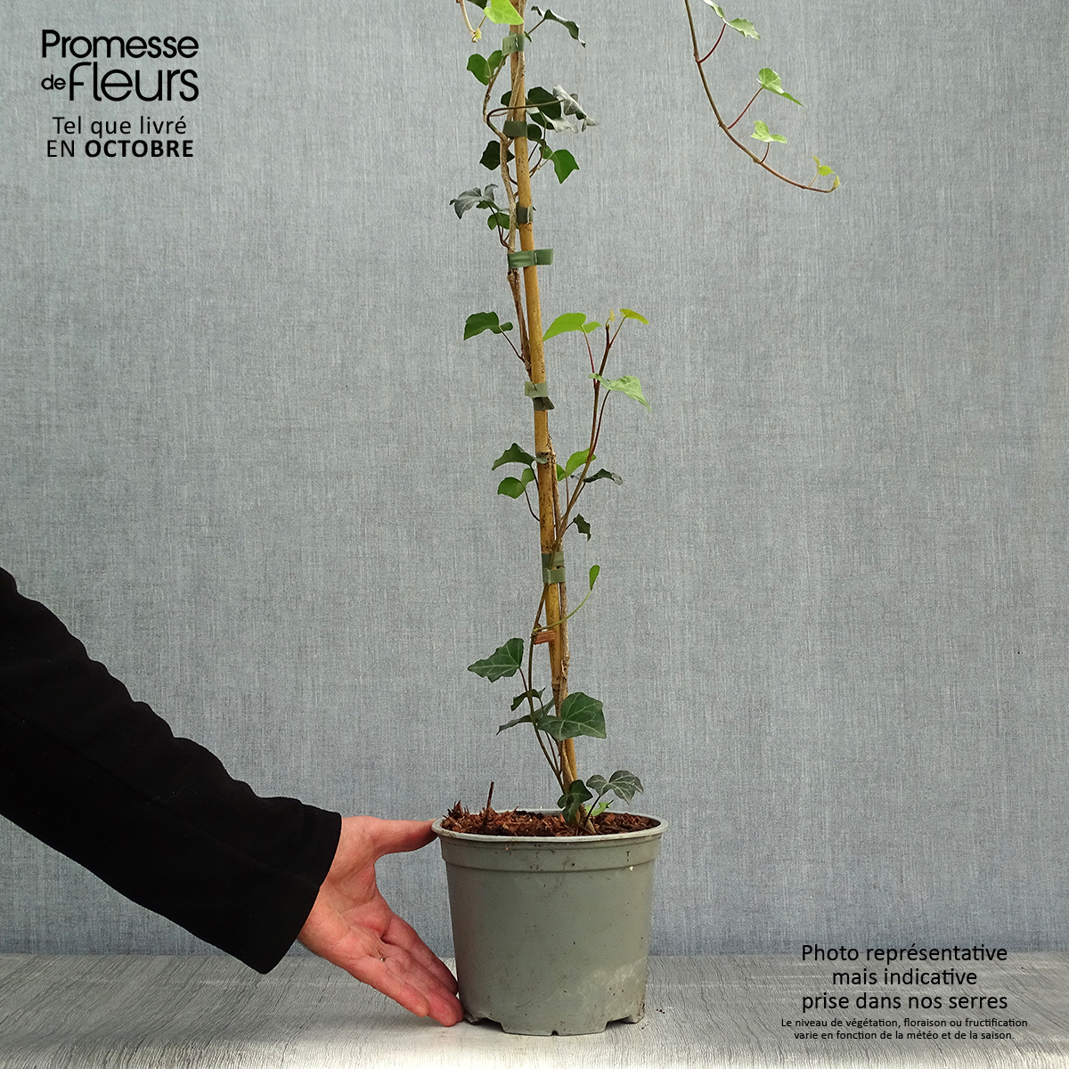 Hedera helix - Lierre commun grimpant à feuillage persistant