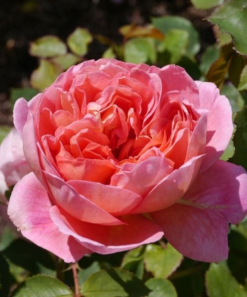 Rosiers Meilland Parfums