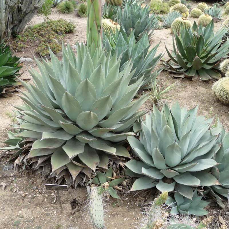 Agave havardiana - Vivace très rustique, en forme de rosette succulente ...