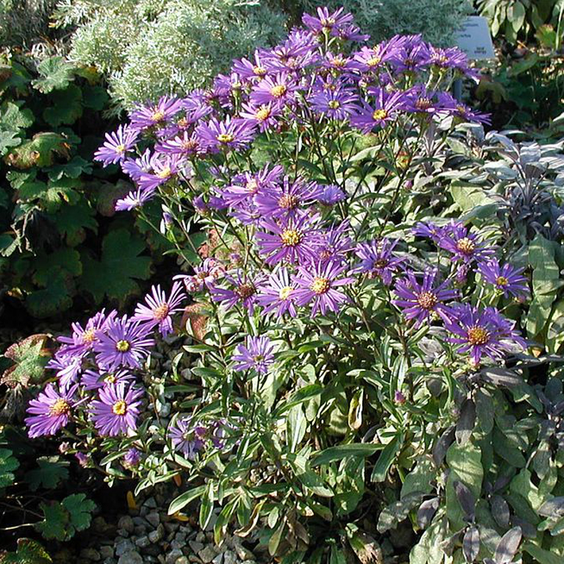 Aster dumosus Early Blue - Aster nain - une variété hybride hâtive, aux ...