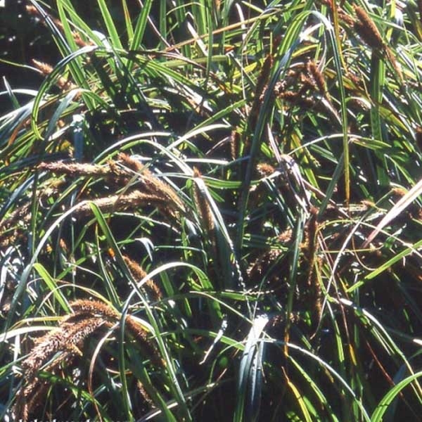Carex trifida – Laîche – Graminée persistante à grosses rosettes