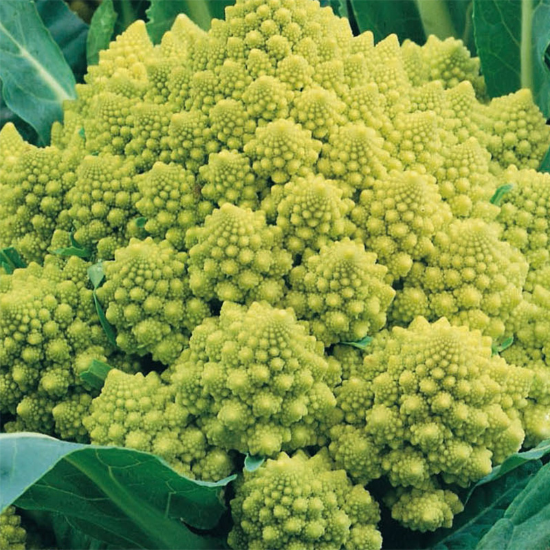 Chou Brocoli Romanesco - Graines potagères