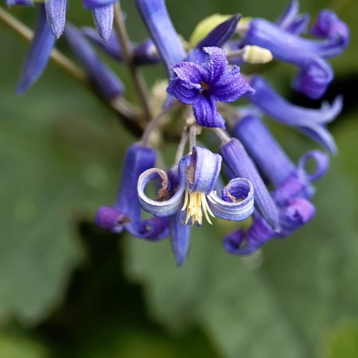 Clematis heracleifolia China Purple - Clématite herbacée bleu violacé ...