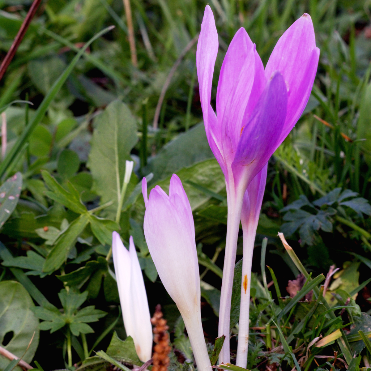 Colchicum automnale Nancy Lindsay - C. pannonicum - Colchique d'automne