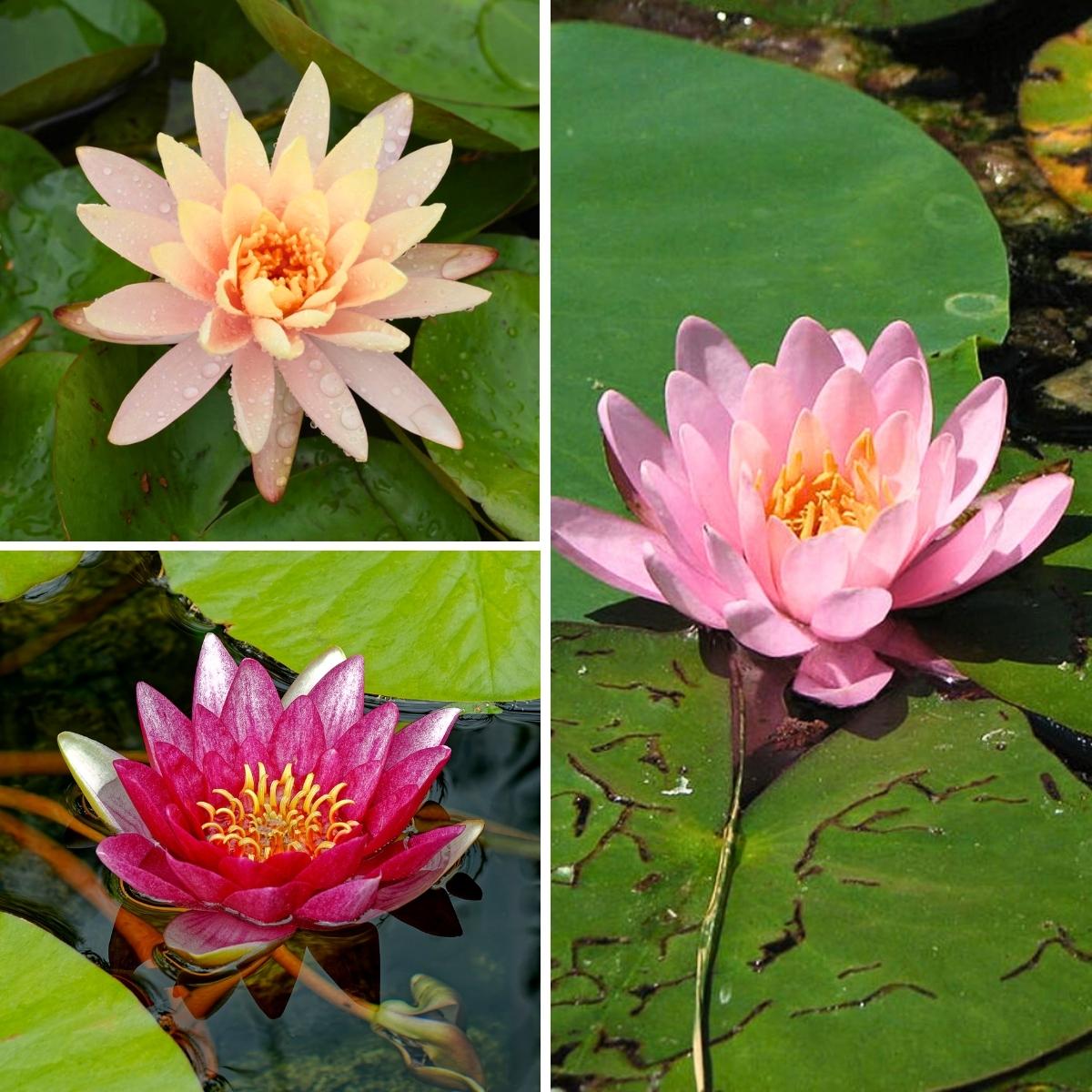 Collection nénuphars - Nymphaea Attraction, Aurora et Fabiola
