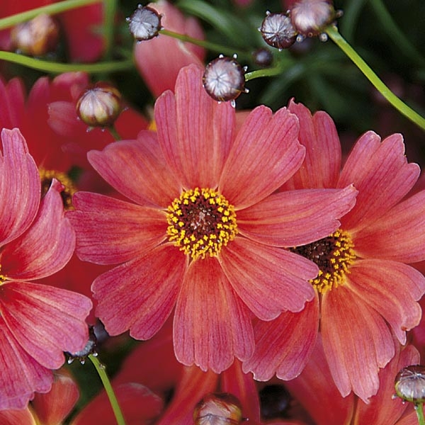 Coréopsis annuel Sunstar Orange