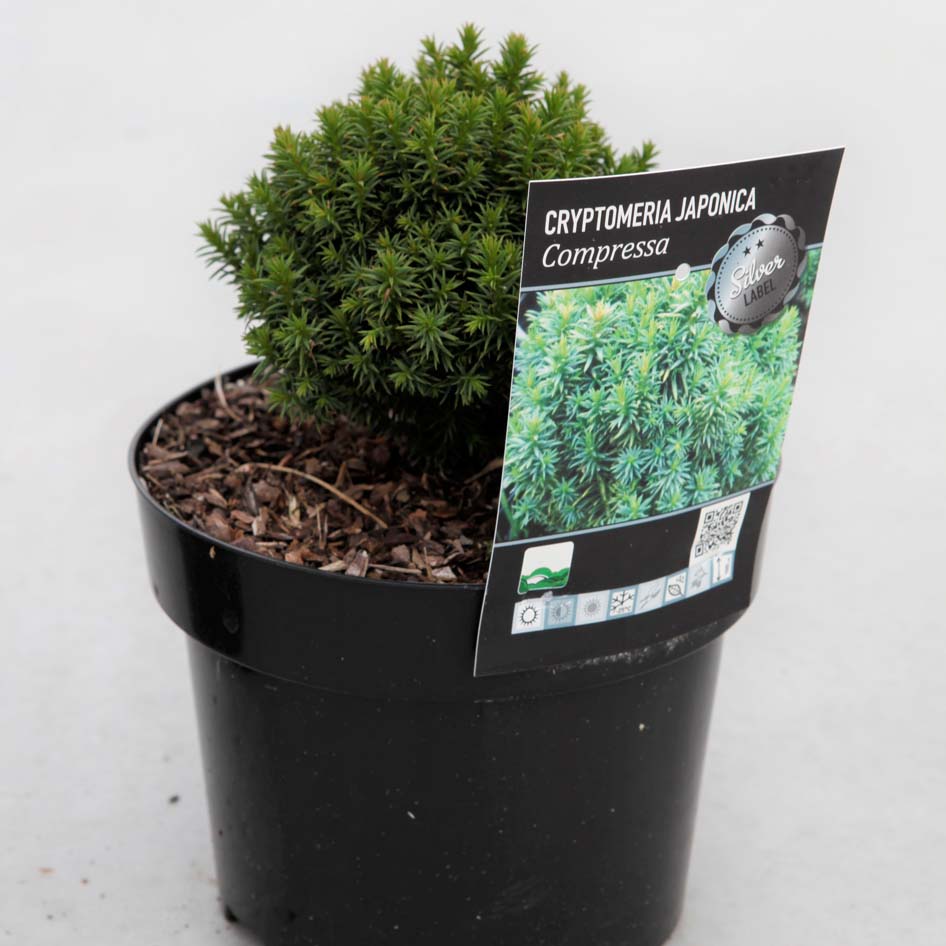 Cryptomeria japonica Compressa - Conifère nain, globuleux et dense
