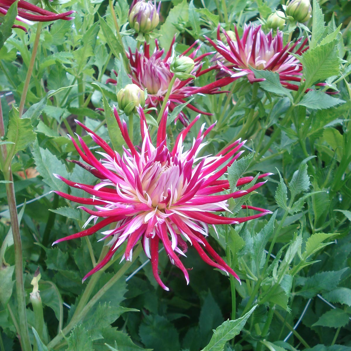 Dahlia Hollyhill Spider Woman - Tubercules à remiser - Grande taille ...