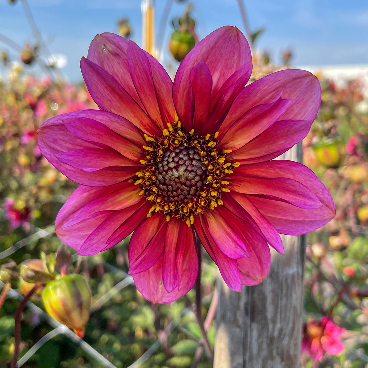 Dahlia anémone Princess Nadine - Variété à fleurs d'anémone rose et abricot