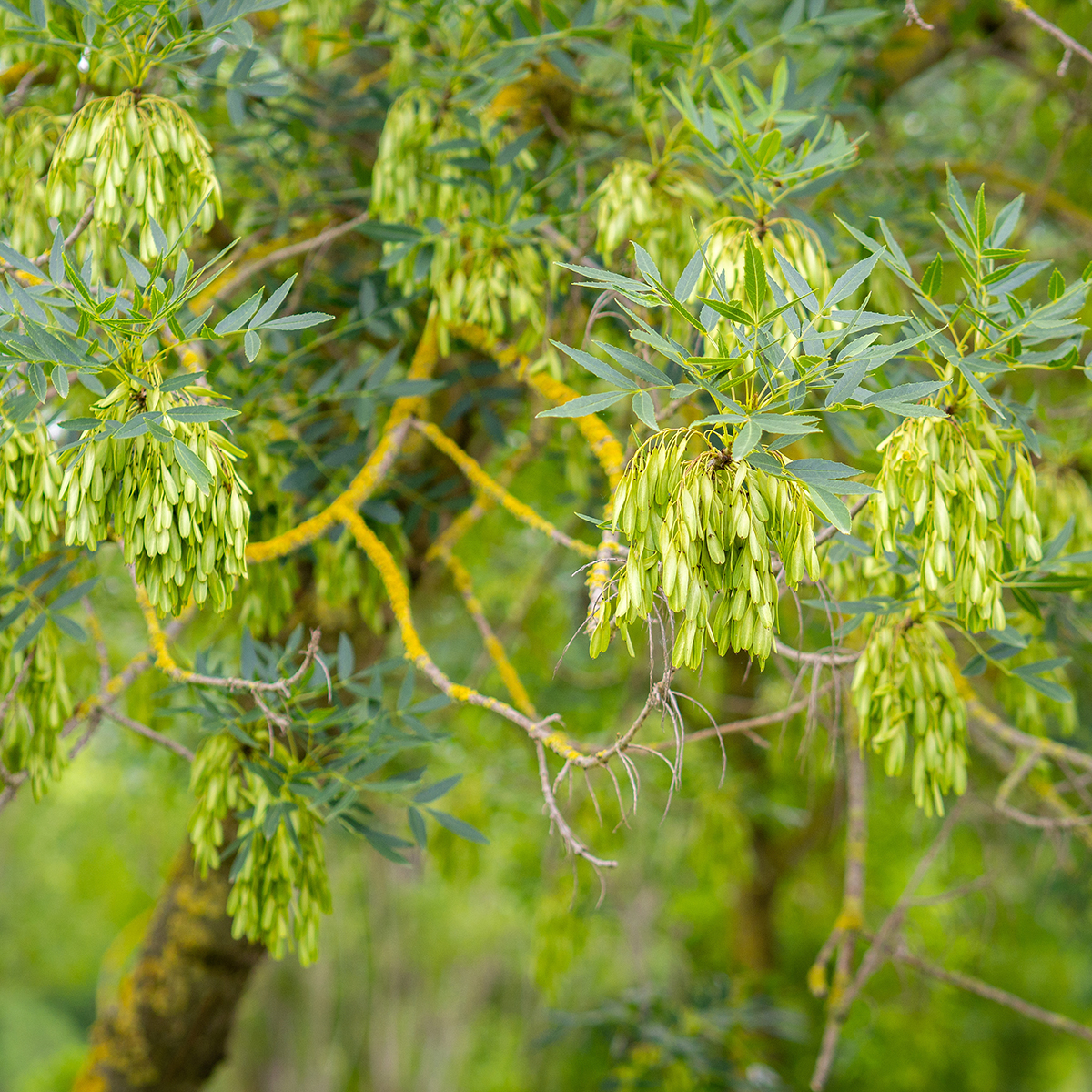 Fraxinus angustifolia - Frêne à feuilles étroites, frêne du Midi ...