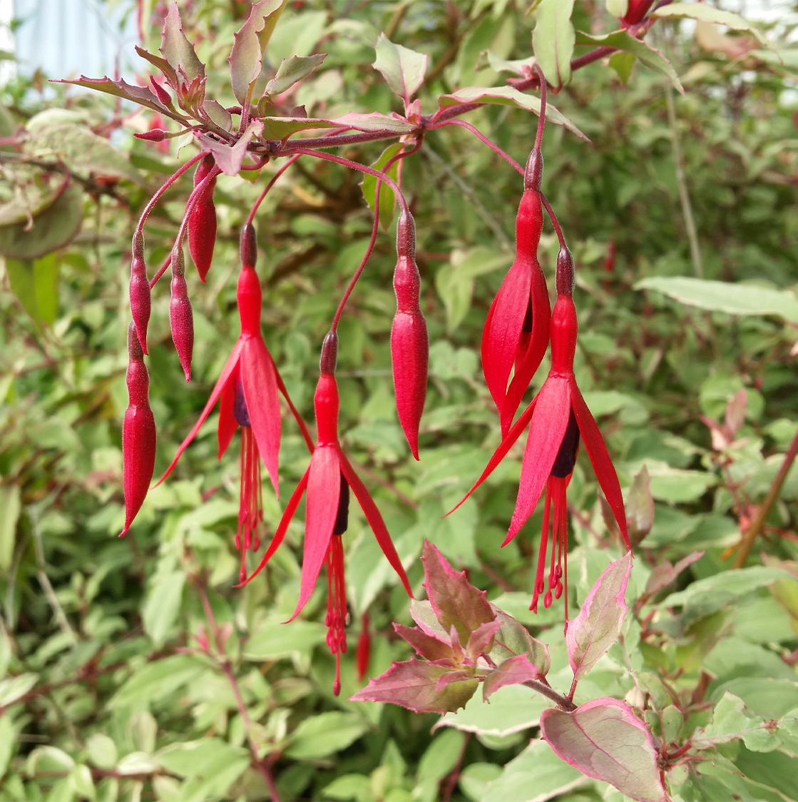 Fuchsia magellanica Tricolorii