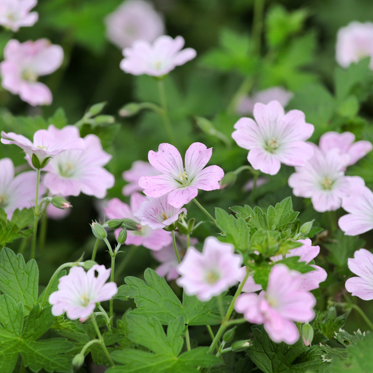 Geranium vivace Dreamland - Une très longue floraison rose