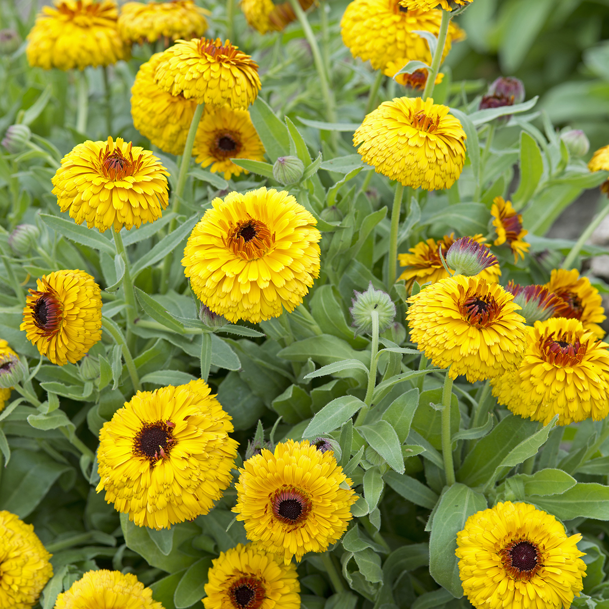 Calendula officinalis Bull's Eye - Souci des jardins aux fleurs de ...