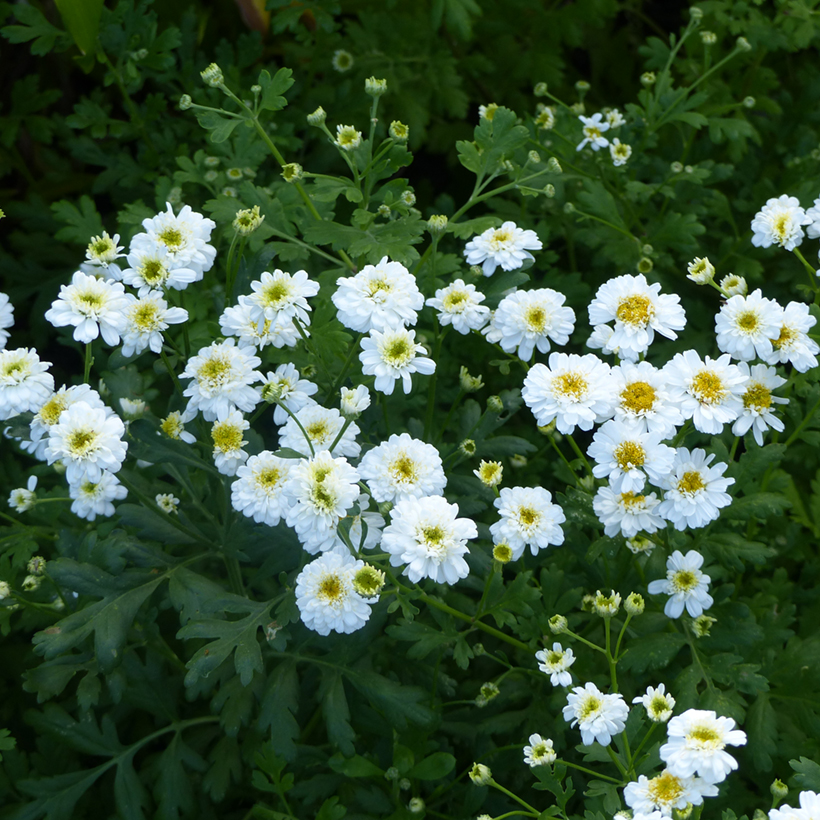 Matricaire double Tetra White Wonder - Graines de Tanacetum parthenium ...