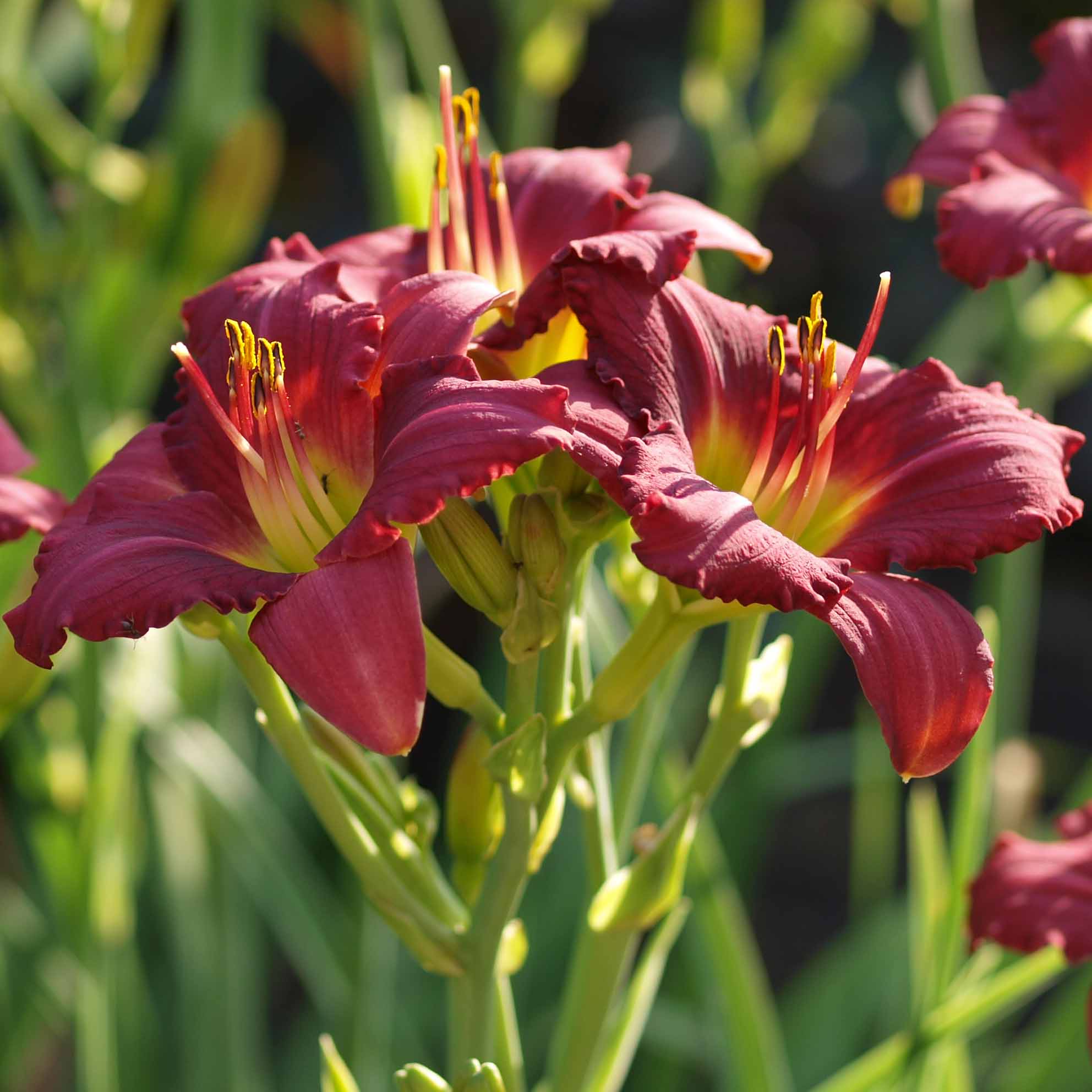 Hémérocalle Pardon Me - Hemerocallis - Des fleurs de Lys rouge sombre