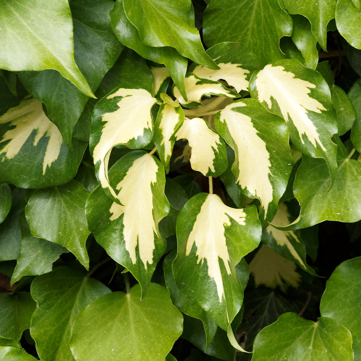 Hedera colchica Sulphur Heart - Lierre de Colchide panaché vert pâle et ...