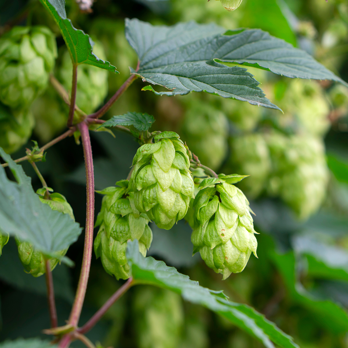 Houblon femelle Pure - Humulus lupulus - Vigoureuse grimpante au ...