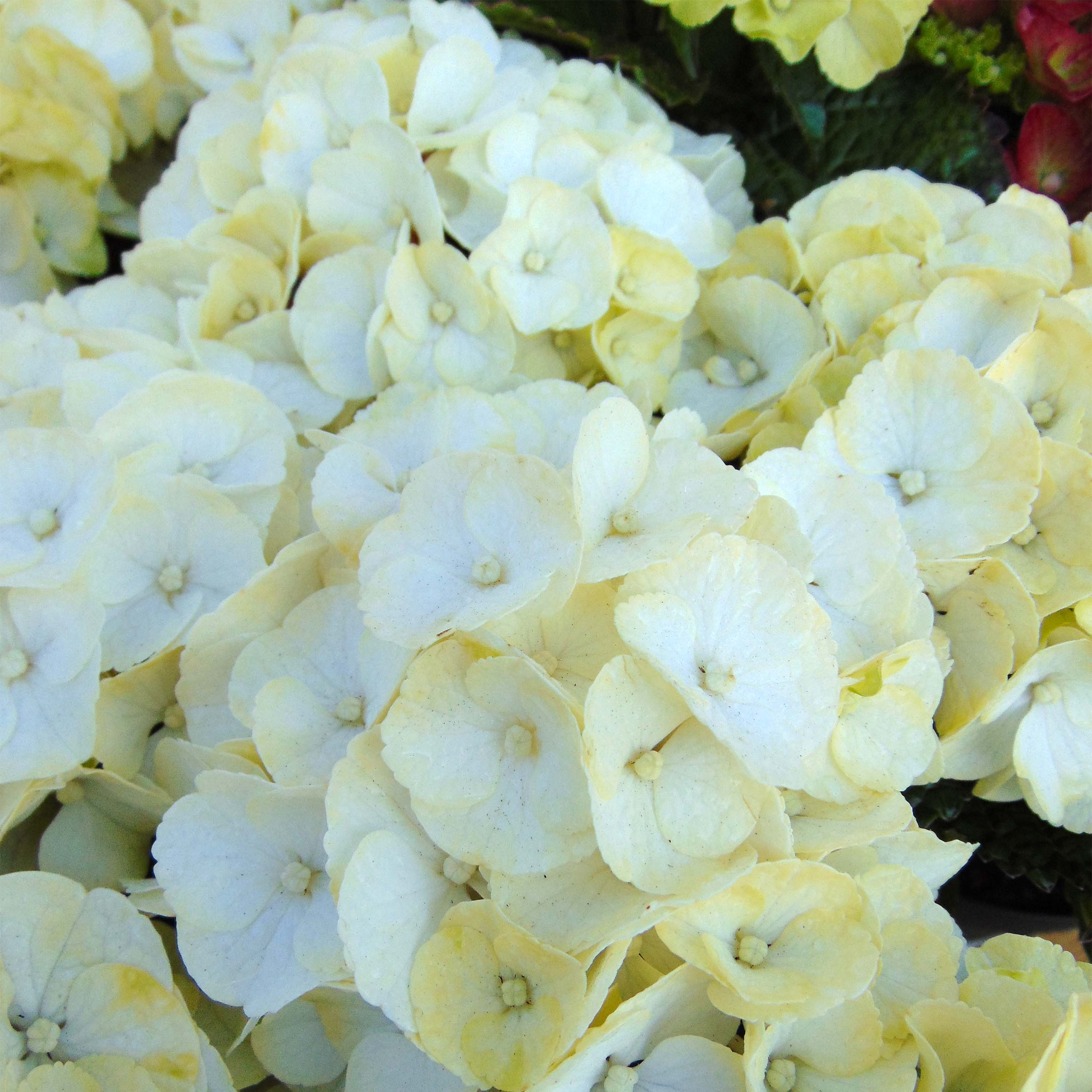 Hydrangea macrophylla Caipirinha - Hortensia compact à fleurs blanc-crème