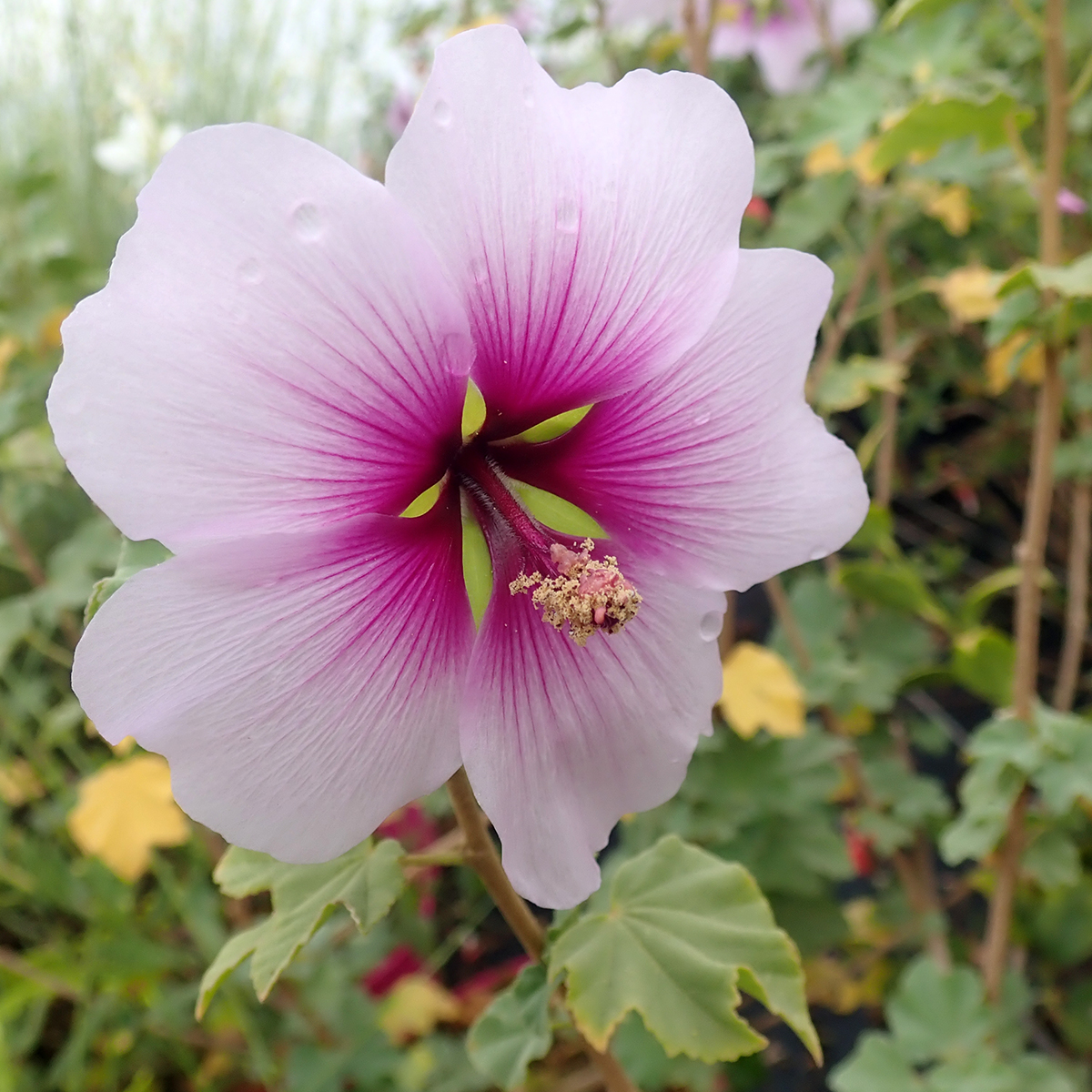 Lavatera maritima Princesse de Ligne - Lavatère - Malva subovata
