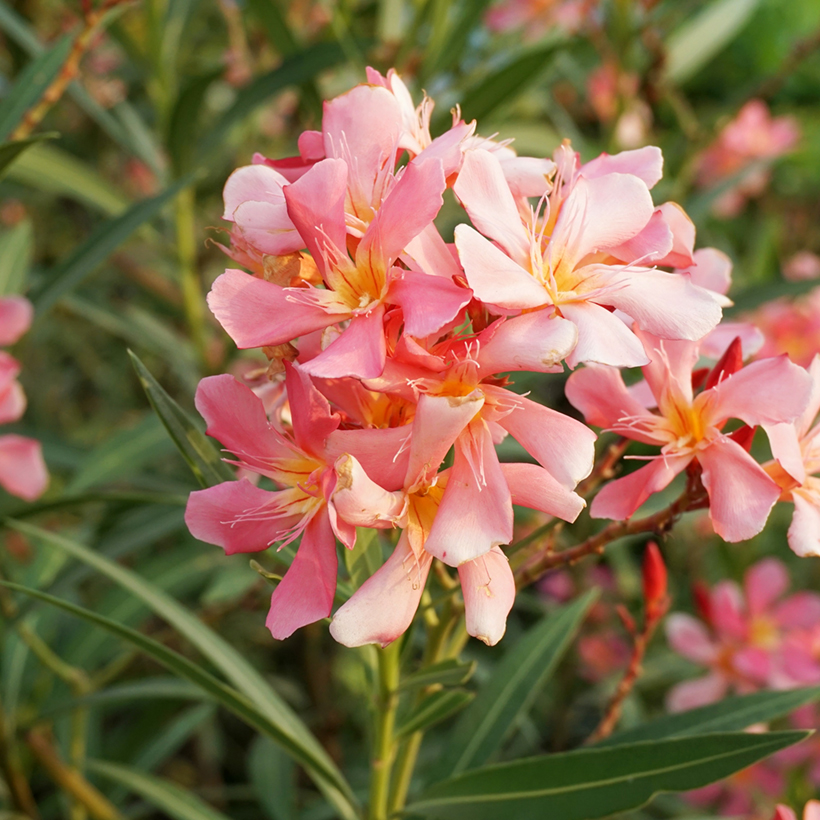 Nerium oleander Docteur Ragioneri - Laurier-rose Fleur simple, rose ...