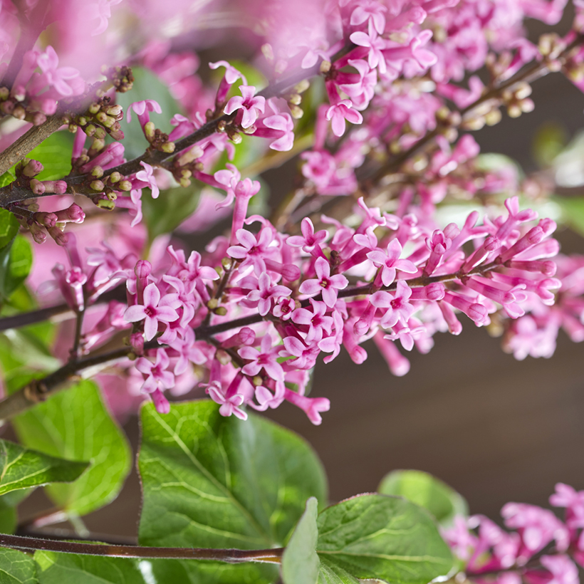 Syringa meyeri Little Rosie - lilas nain à fleurs rose foncé