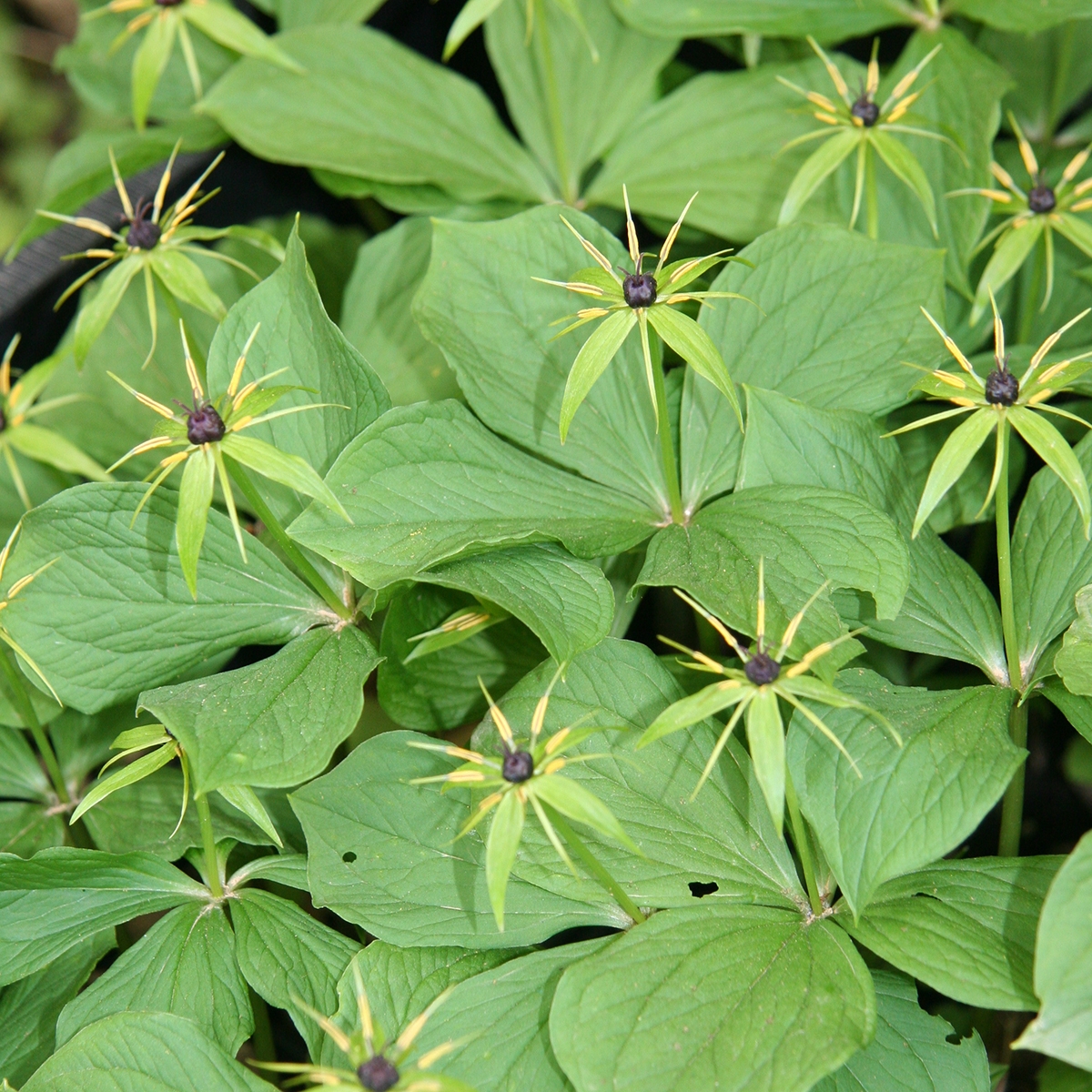 Parisette à quatre feuilles - Paris quadrifolia - Vivace indigène d ...