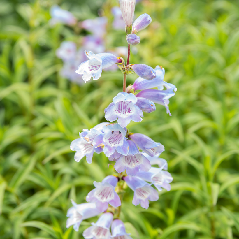 Galane Grape Penstemon – Les Penstemons Caractéristiques – CLIDM