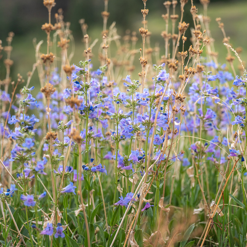 Penstemon virens - Galane vivace de rocaille à fleurs bleu violacé