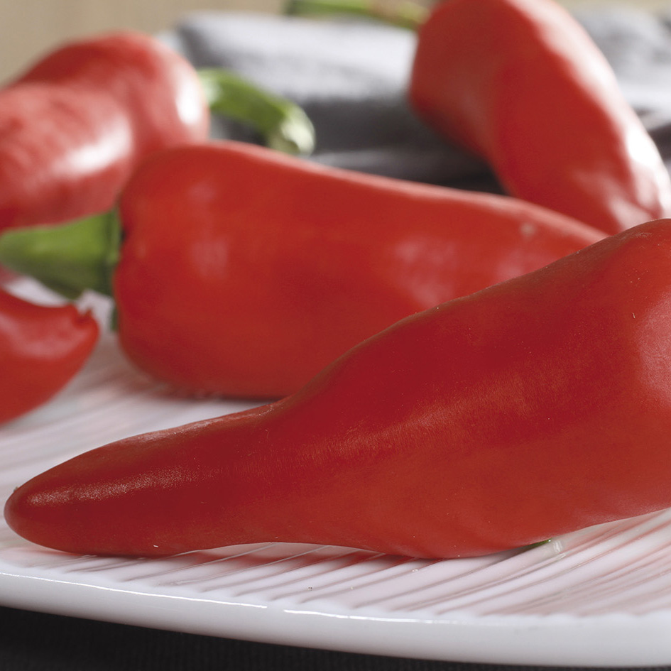 Piment d'Espelette - Piment Basque Gorria - Capsicum annuum