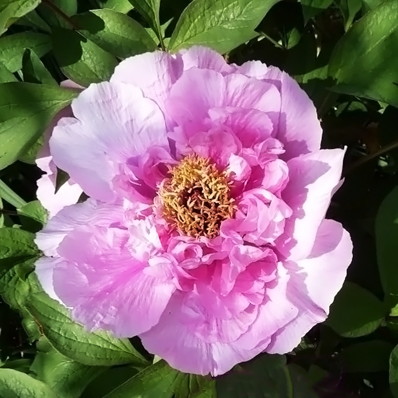 Paeonia suffruticosa Fen He Piao Jiang - Pivoine arbustive aux fleurs ...