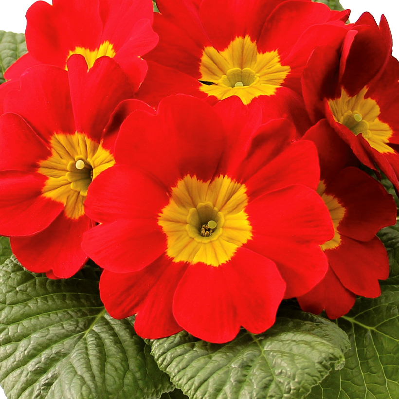 Primula acaulis Rambo F1 Scarlet - Primevère des jardins à fleurs ...