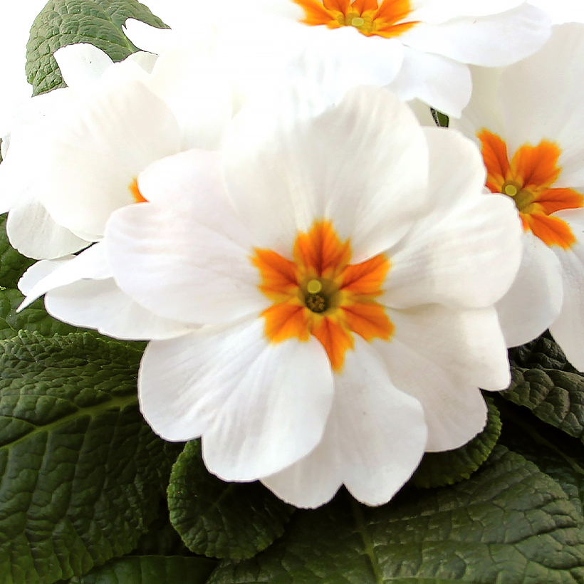 Primula acaulis Rambo F1 White - Primevère des jardins aux grandes ...