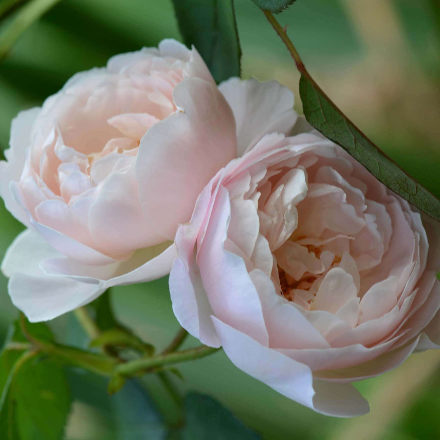 Rosa Desdemona® - Auskindling - Rose anglaise David Austin, exquis, à ...